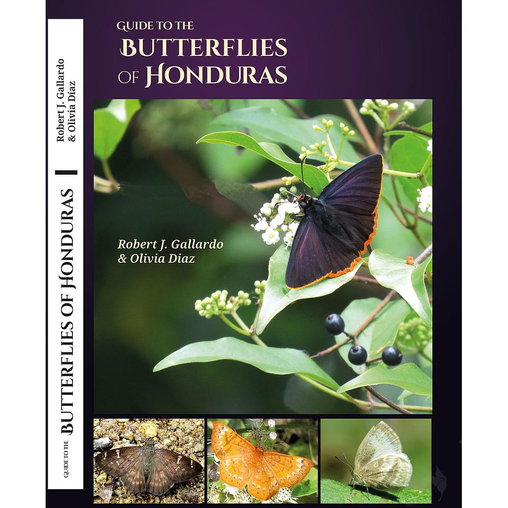 Guide to the butteflies of Honduras | METROMEDIA